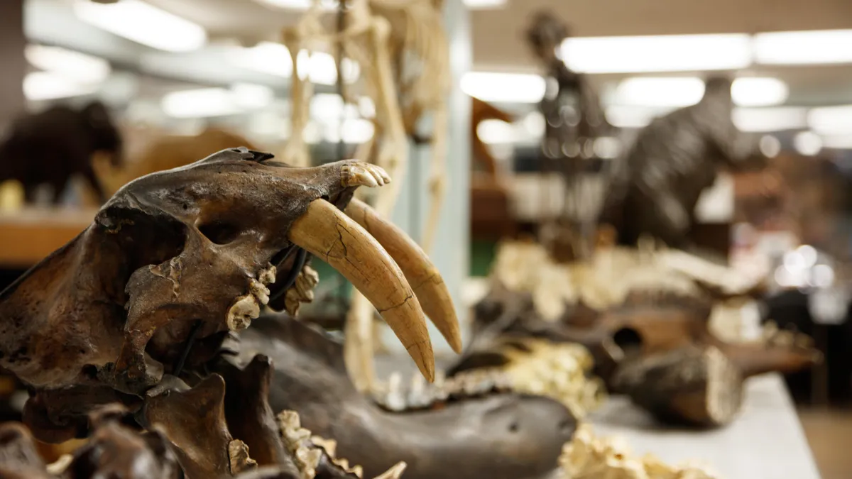Our Research | La Brea Tar Pits