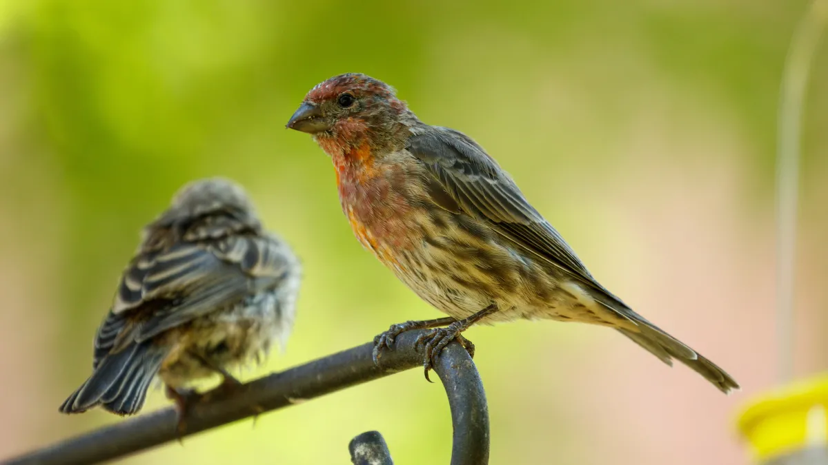 Birds | La Brea Tar Pits