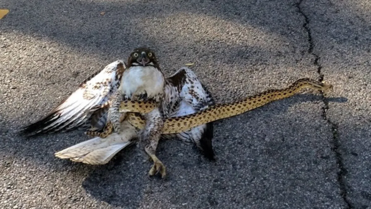 Hawk Attacks Snake and Epically Fails! | La Brea Tar Pits