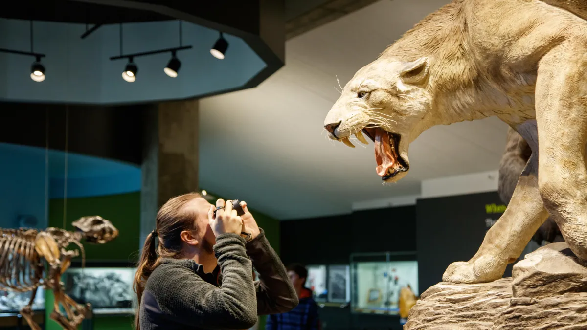 Cats | La Brea Tar Pits