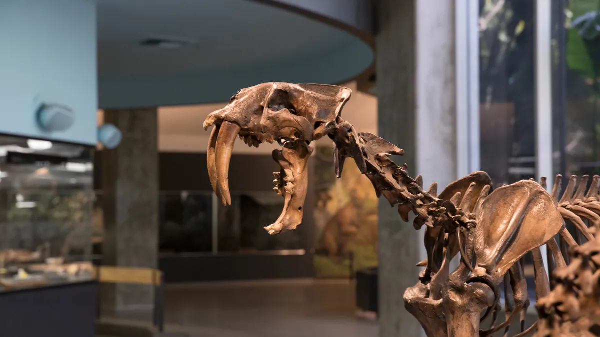 Saber-toothed Cats | La Brea Tar Pits