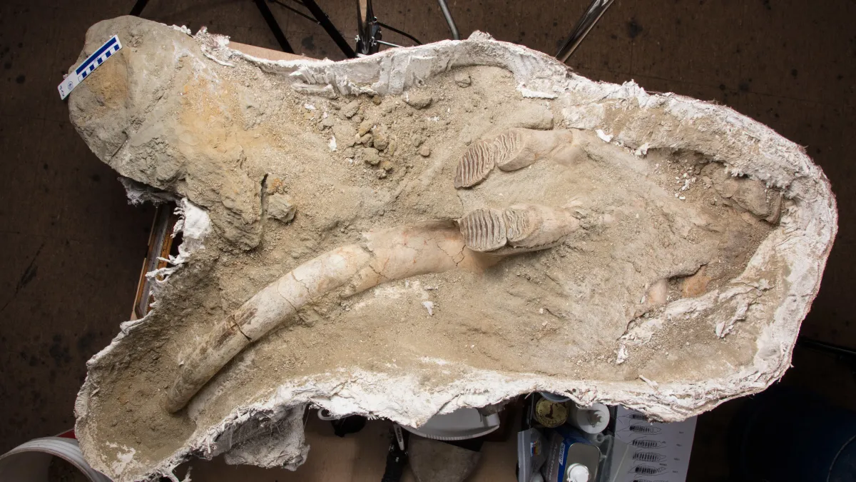 Introducing Hayden, the Metro Mammoth of Los Angeles | La Brea Tar Pits