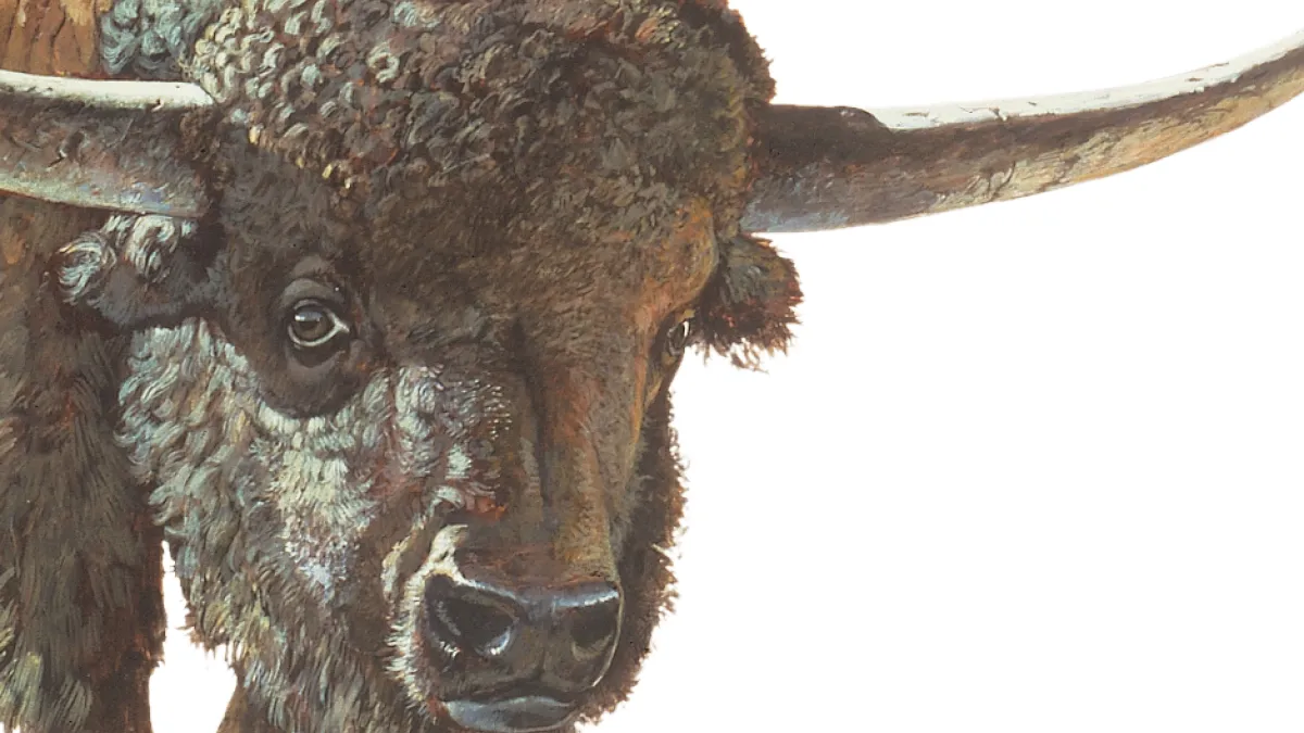 bison latifrons diet