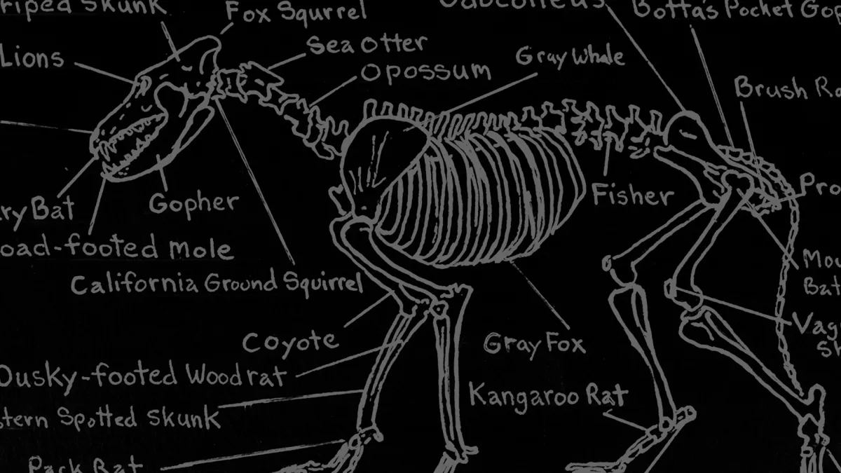 Fox Skeleton Diagram
