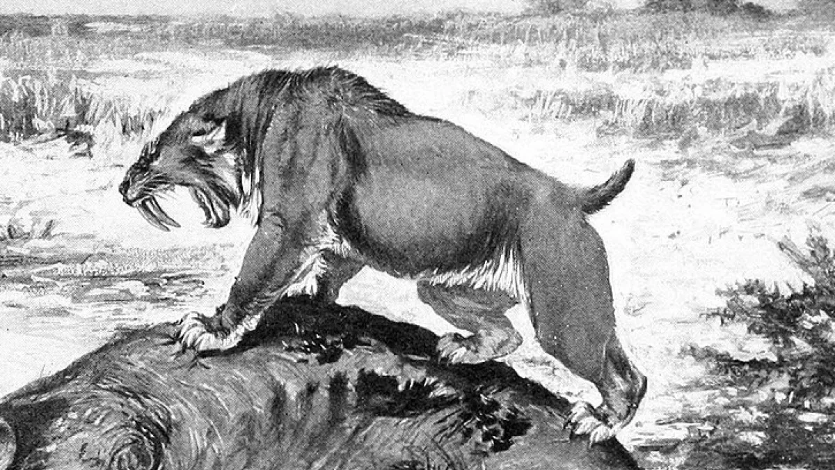 Smilodon Saber Tooths And Tigers…oh My La Brea Tar Pits