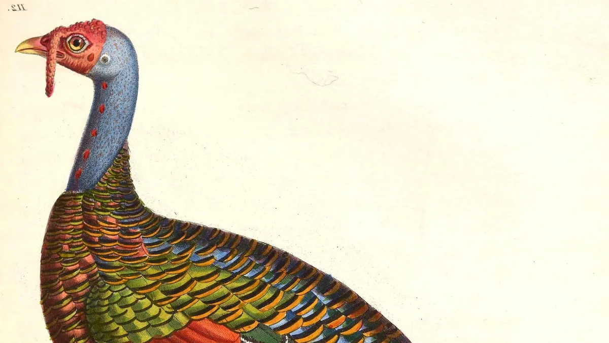 Talking Tar Pits Turkeys | La Brea Tar Pits