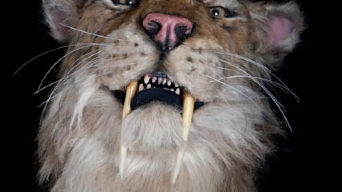 Suiting Up for Smilodon | La Brea Tar Pits