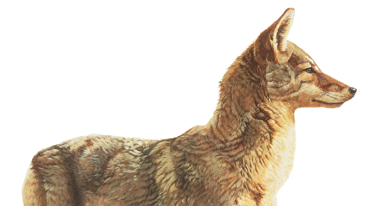 Coyotes: Howling from the Ice Age | La Brea Tar Pits