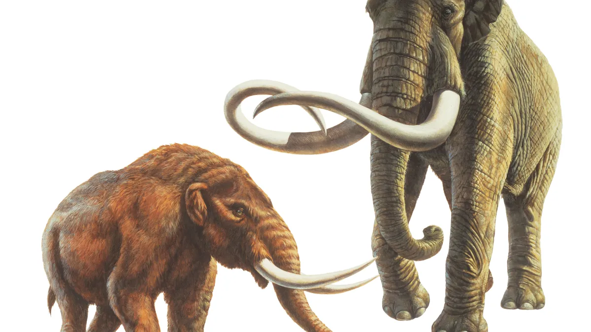 Mammoths vs Mastodons: A La Brea Tar Pits Trunk Show | La Brea Tar Pits