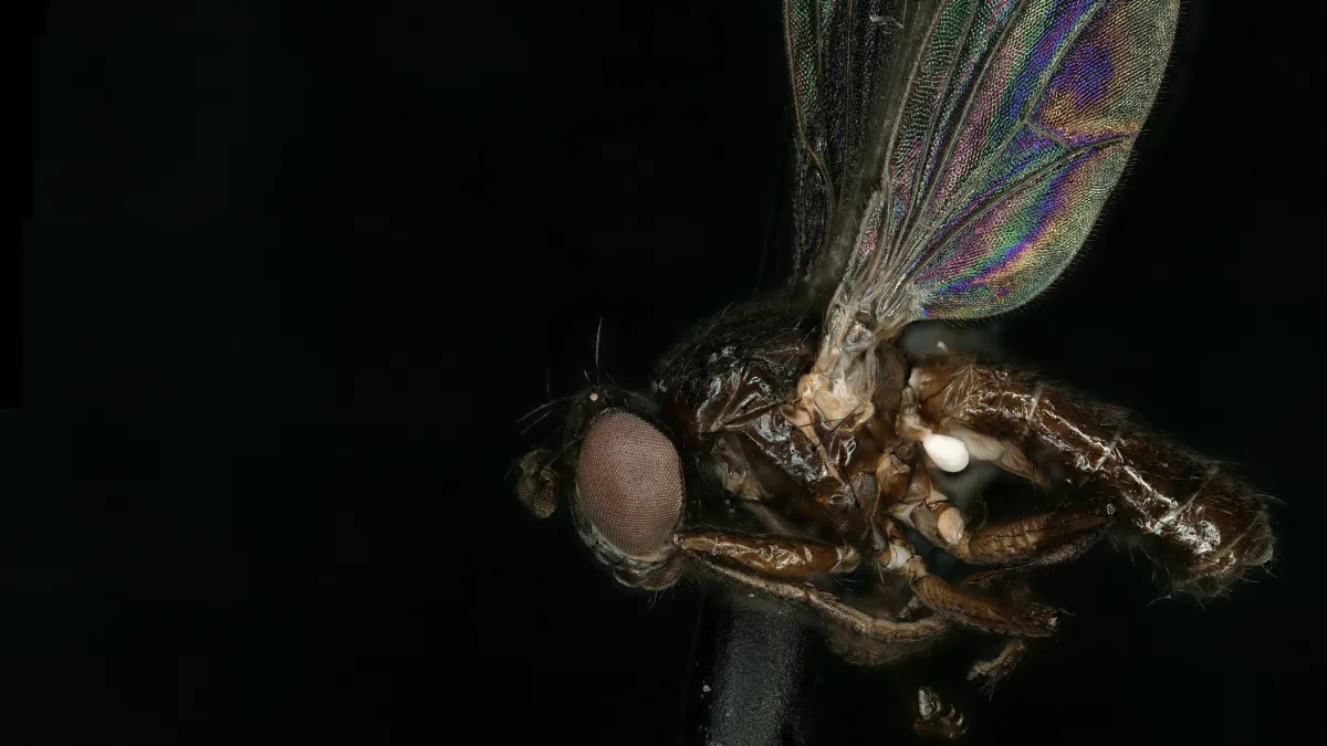 Get Stuck on Petroleum Flies | La Brea Tar Pits