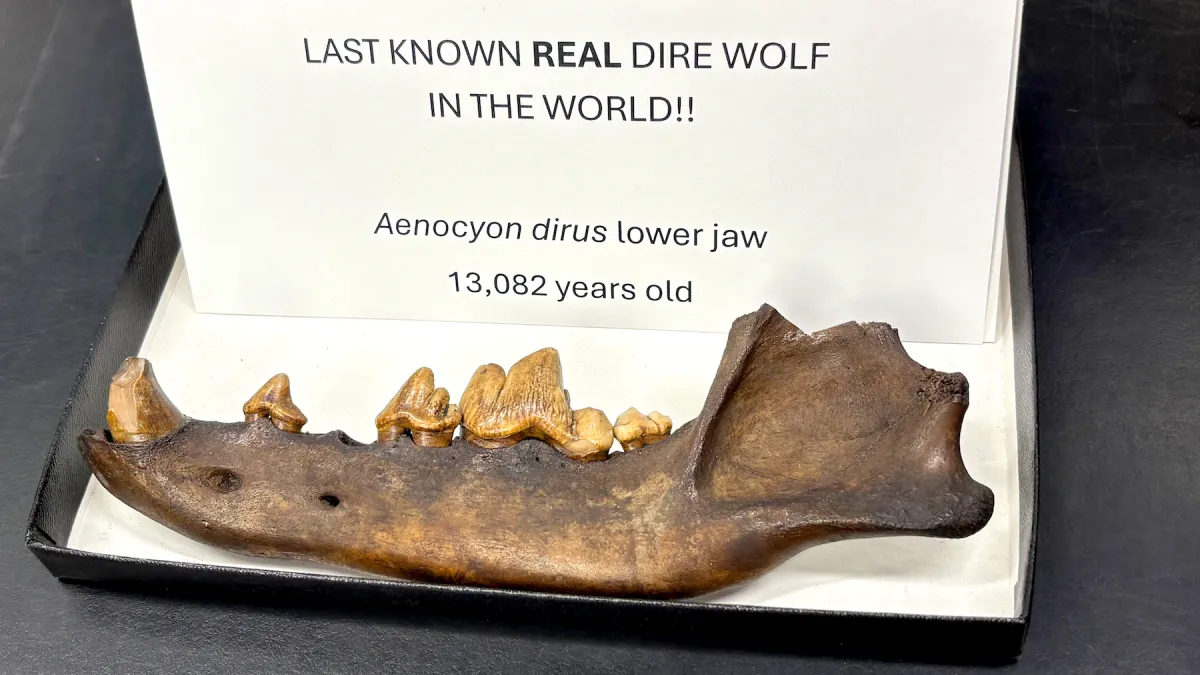 Dire Wolves: Sorry, They’re Totally Still Extinct | La Brea Tar Pits