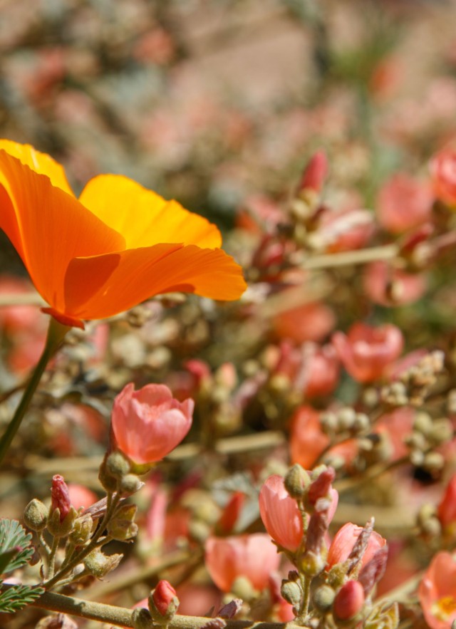 Homeschool Day: All About Botany! | La Brea Tar Pits