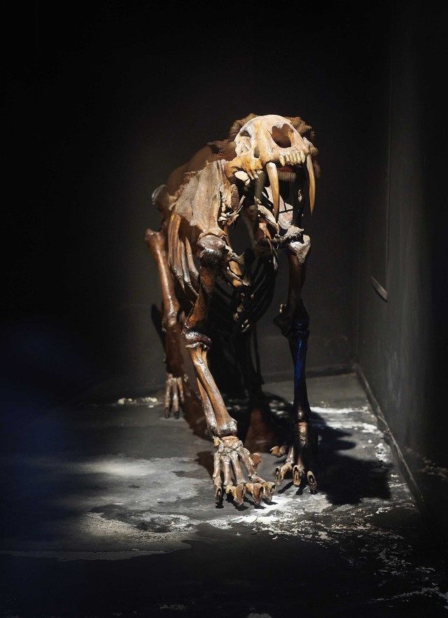 Out On Display! | La Brea Tar Pits